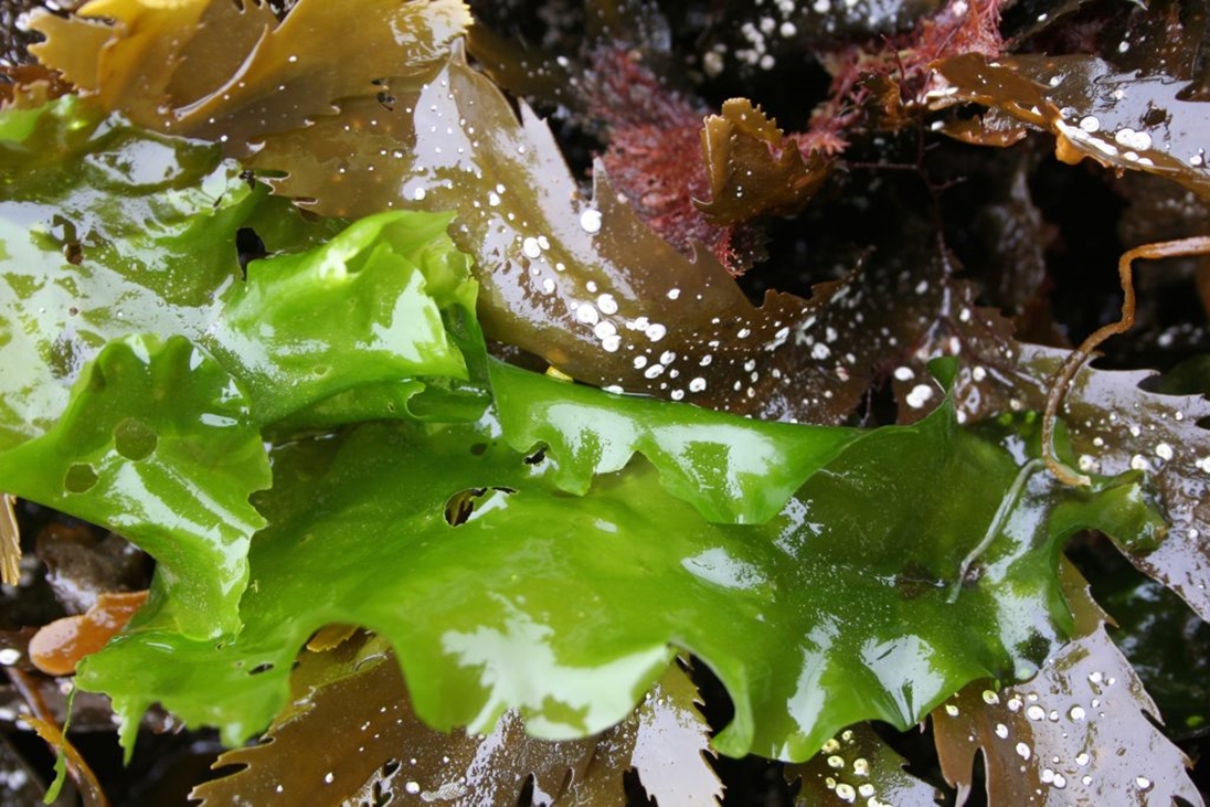 Ecosysteemdiensten: algen | Planeet Zee